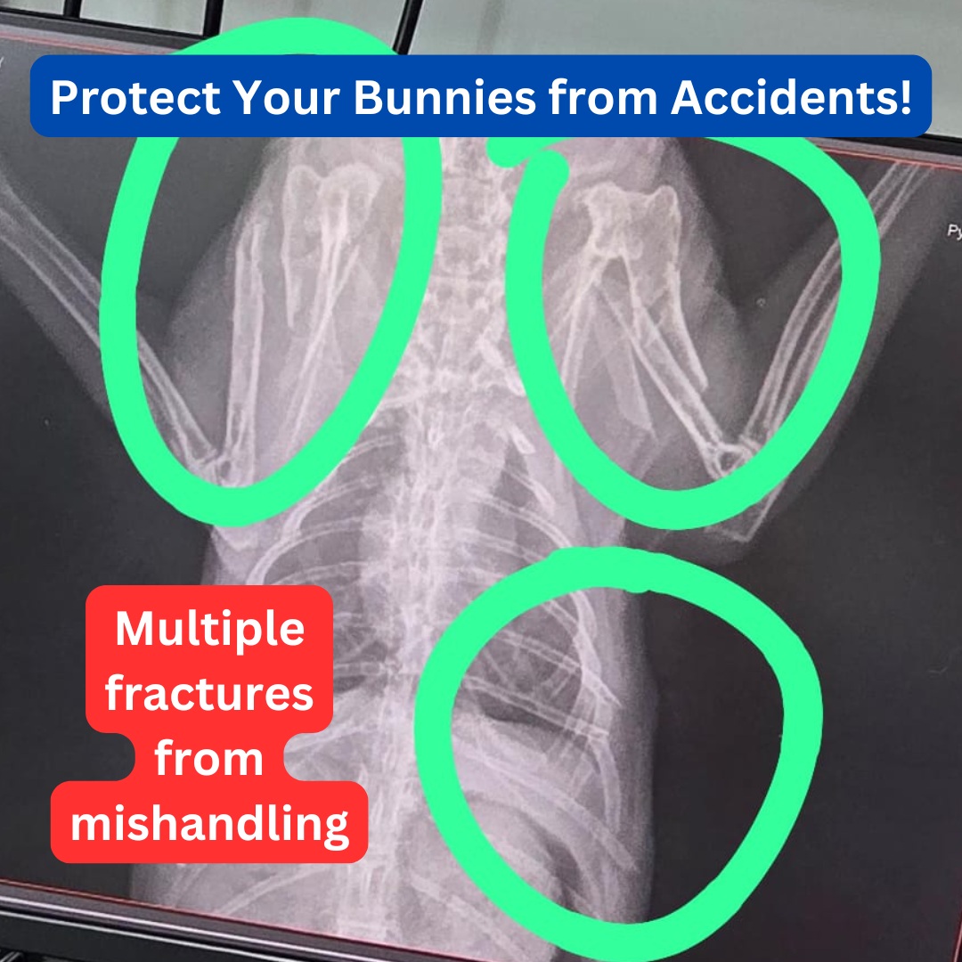 Gentle Reminder - Rabbit Care During Festive Season